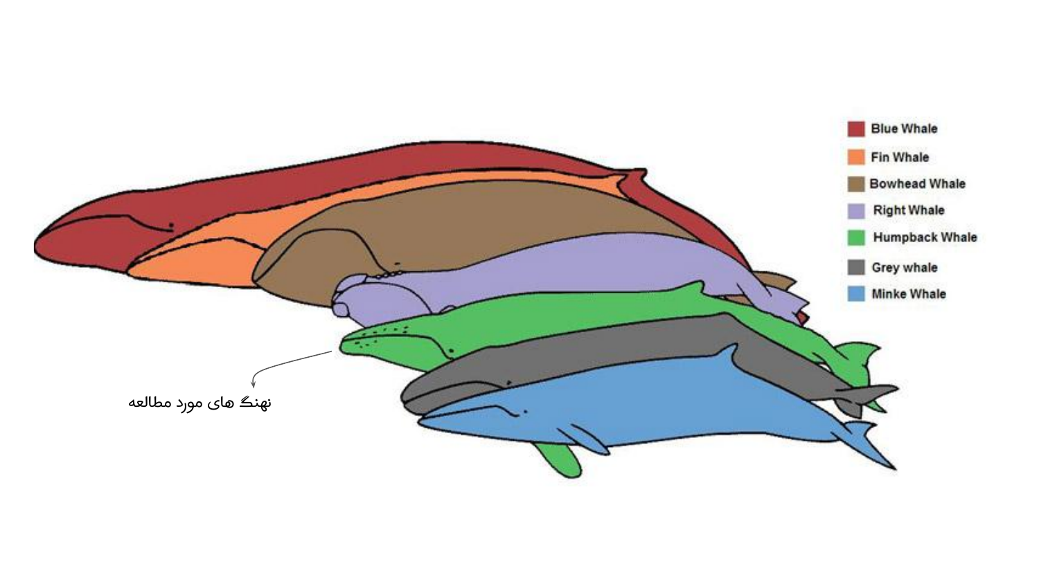An Introduction To Whale Optimization Algorithm 