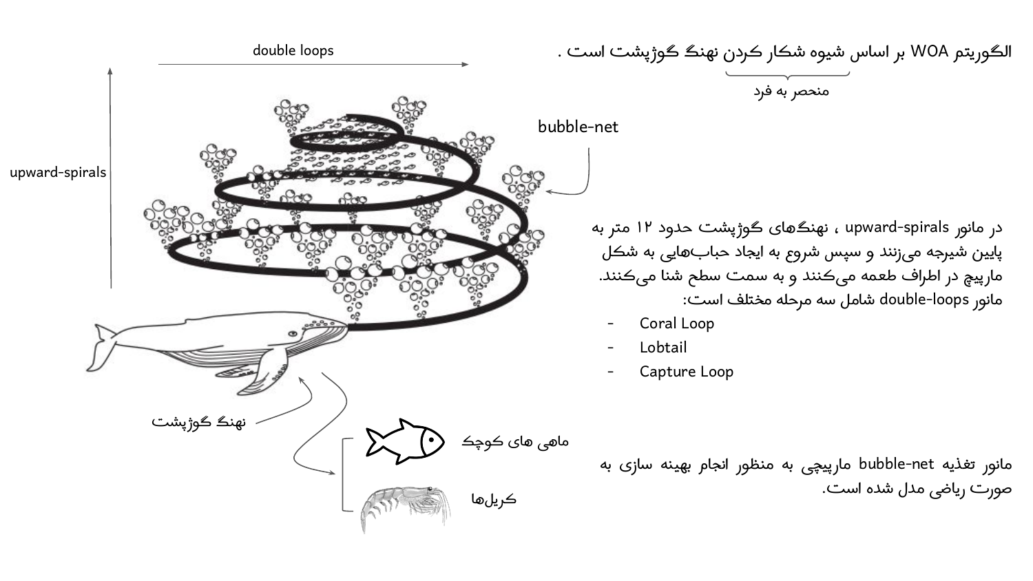 An Introduction To Whale Optimization Algorithm 9449